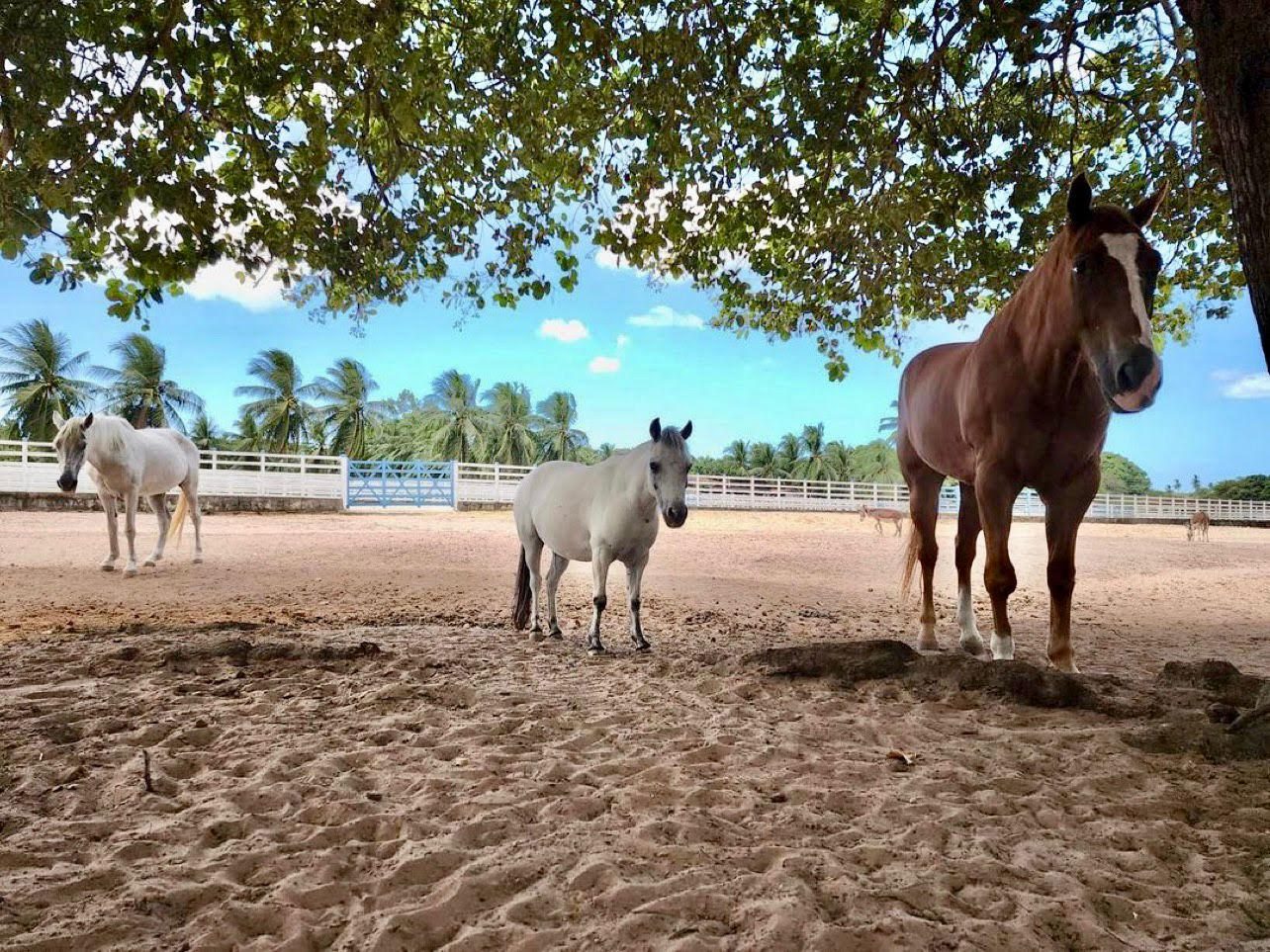 Animals Archive - PAW - Protect Animals Worldwide